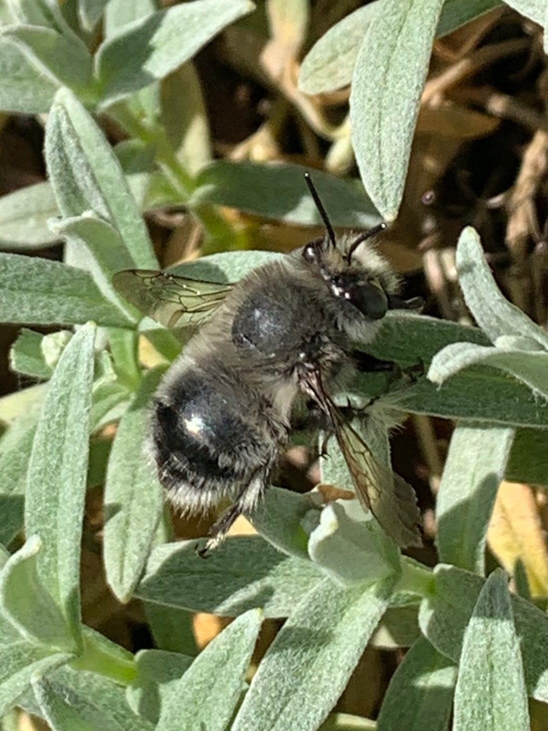 Pacific Digger Bee - Native Here Nursery