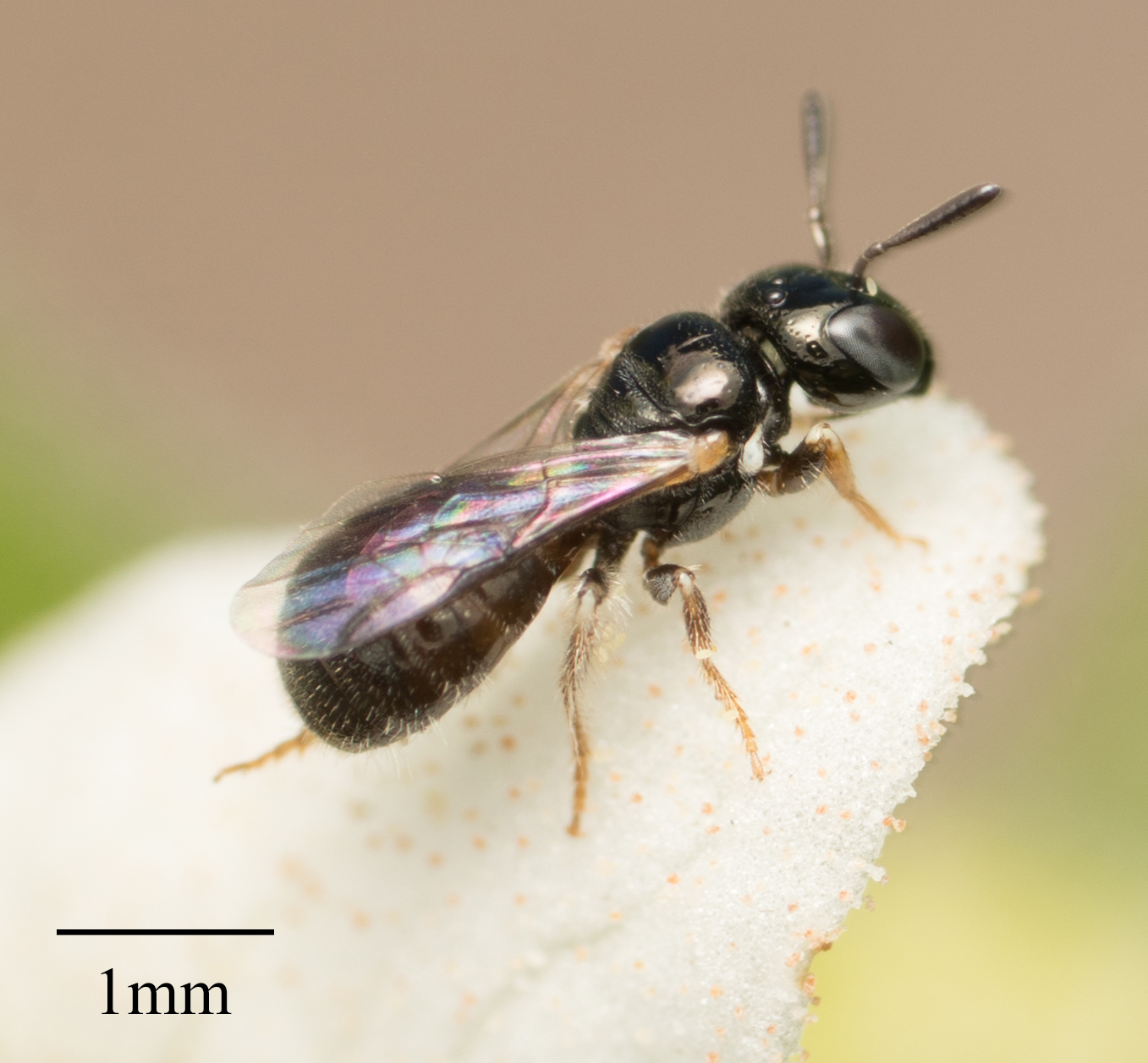 Arizona Small Carpenter - Native Here Nursery