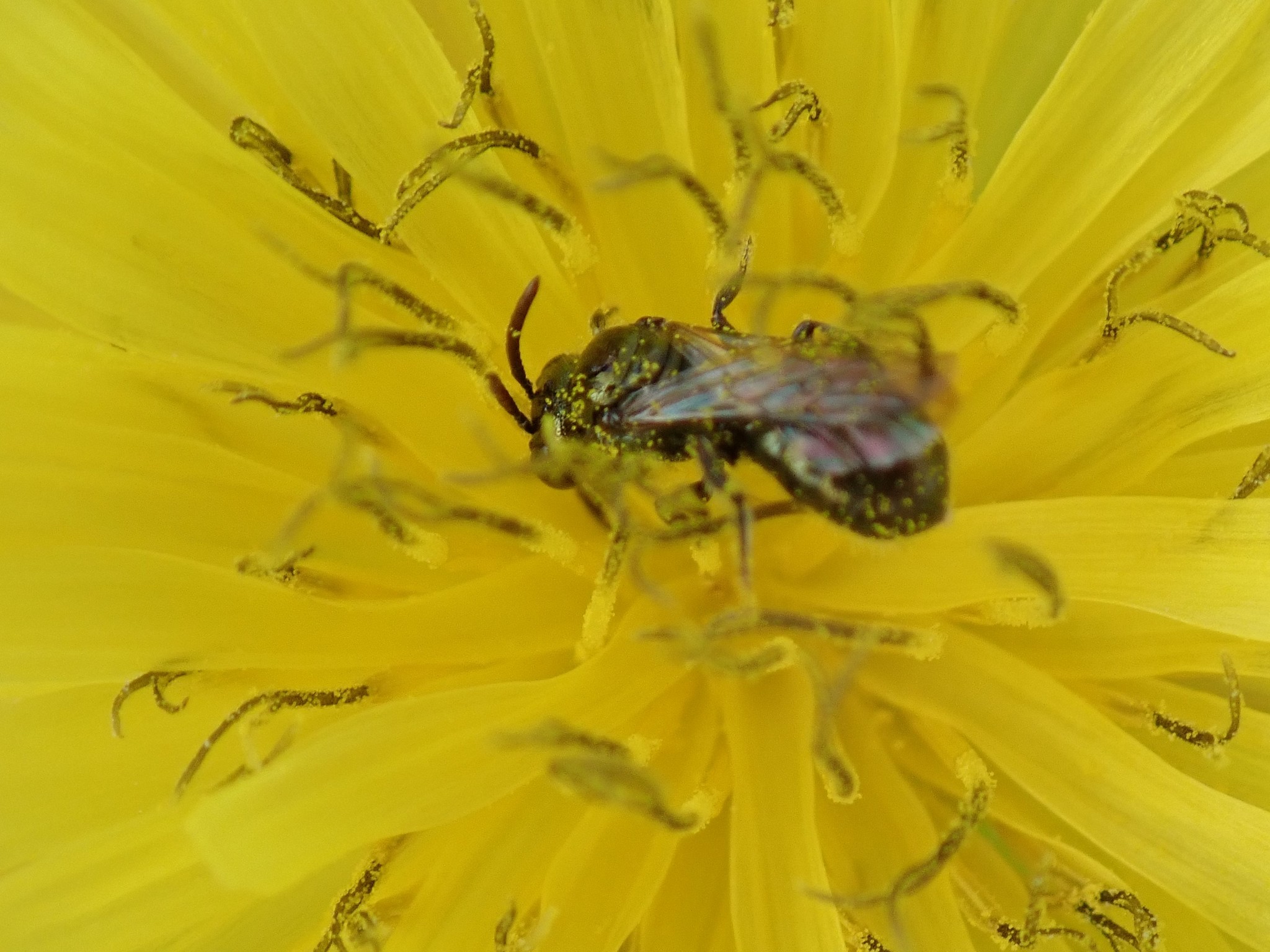 Pacific Coast Small Carpenter - Native Here Nursery