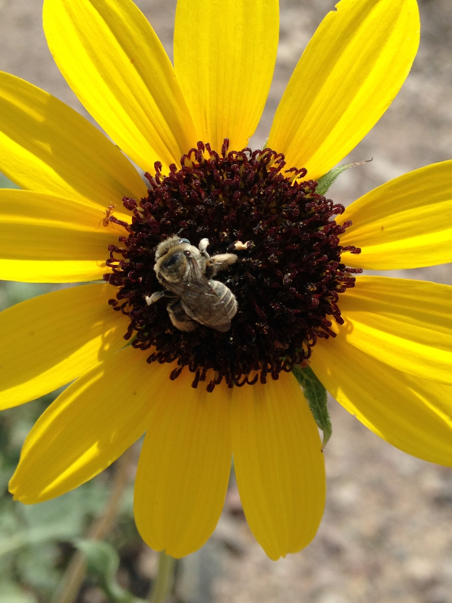 Sunflower Chimney Bee - Native Here Nursery