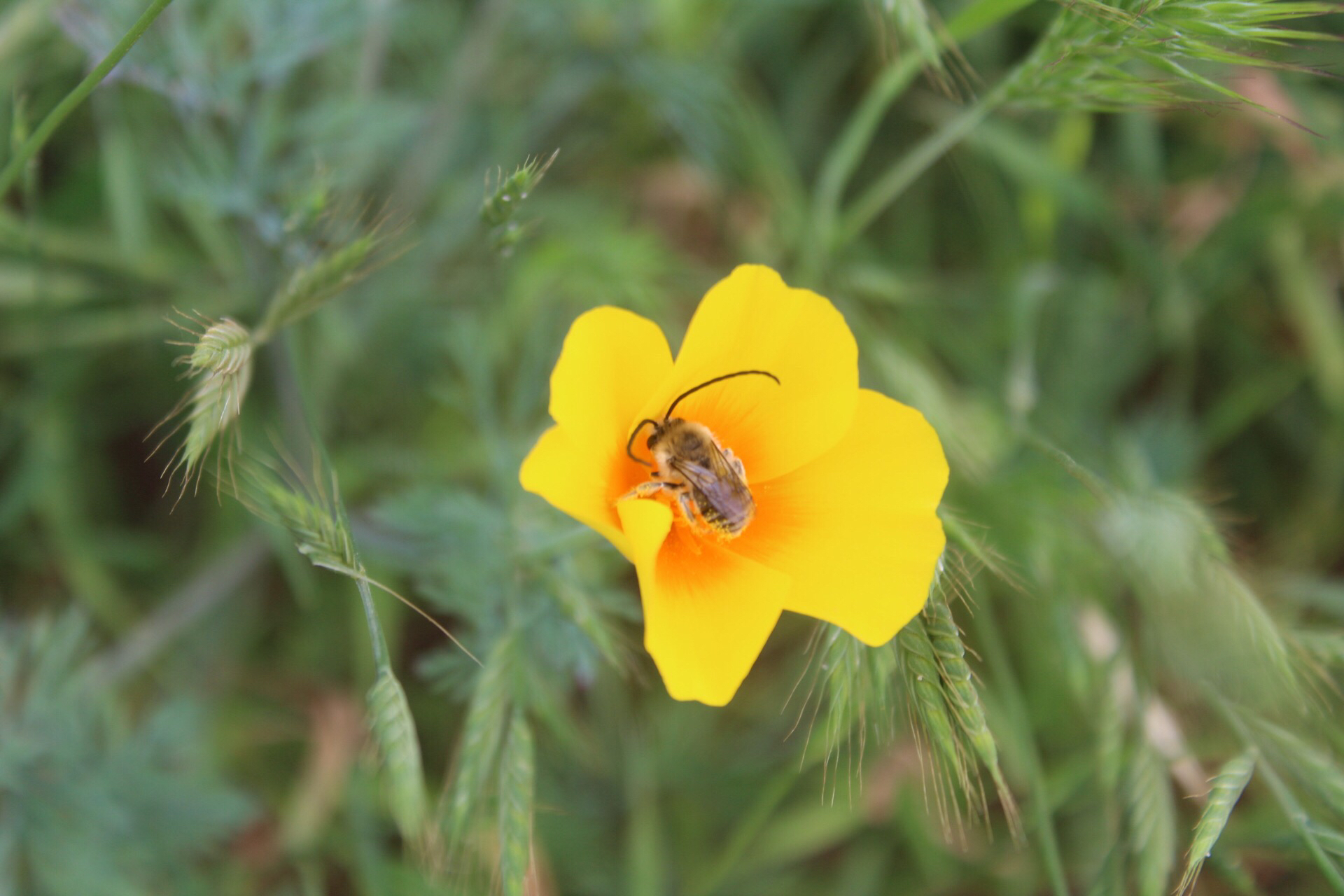 Eucera lunata - Native Here Nursery