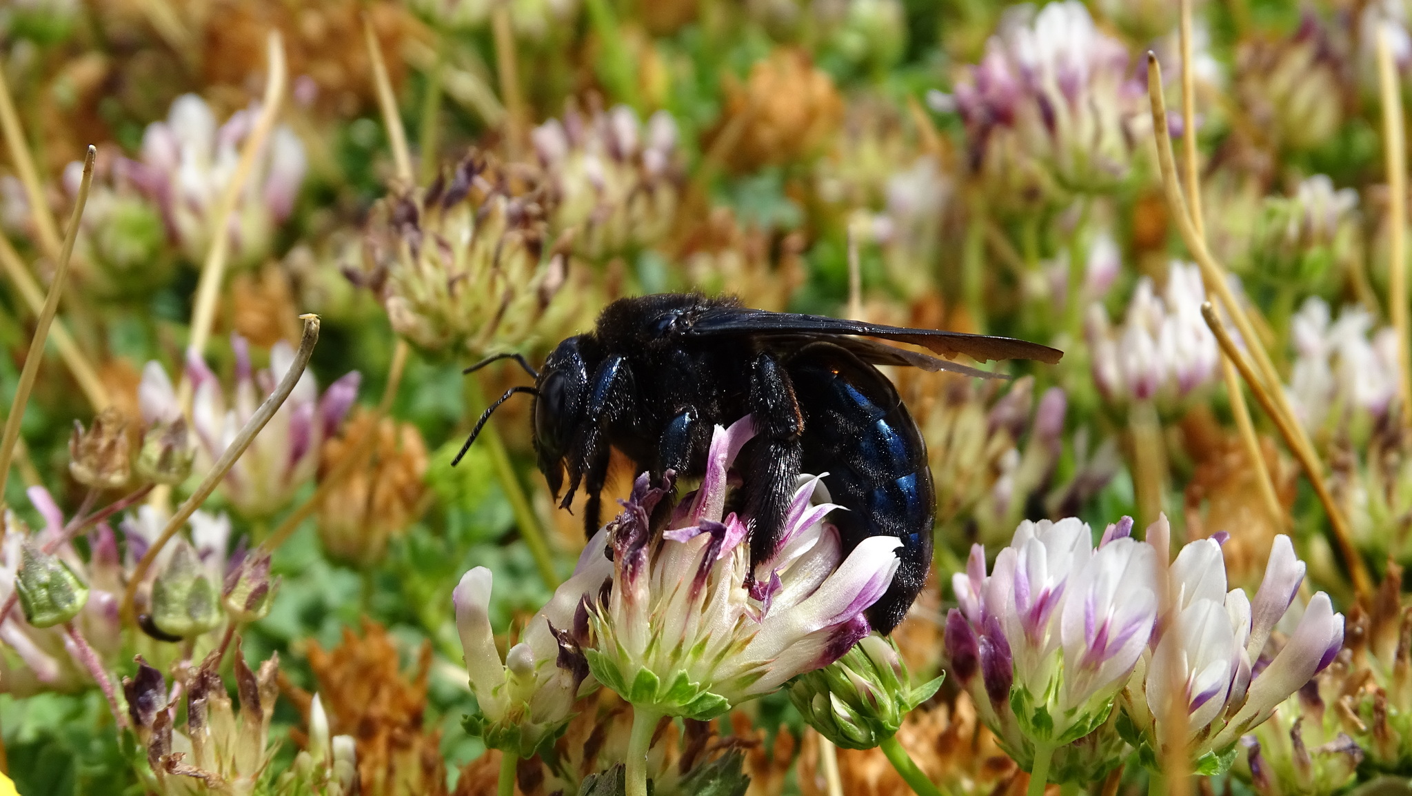 Western Carpenter - Native Here Nursery
