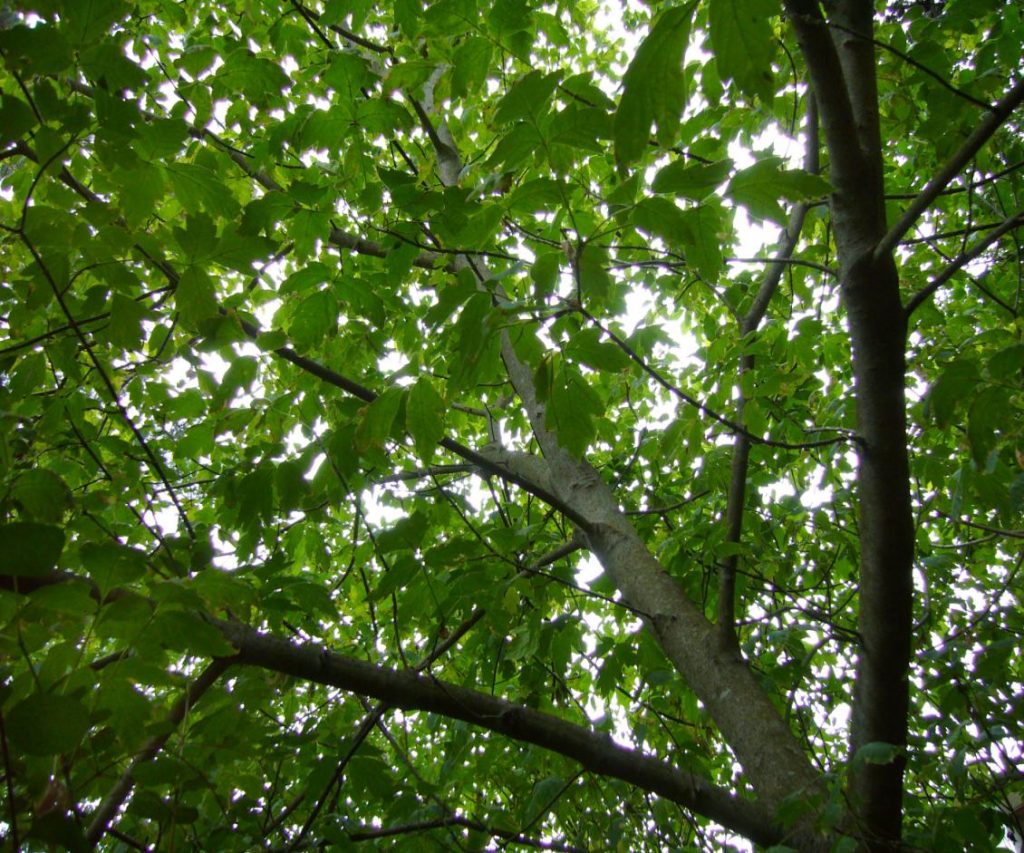 Acer negundo (Box Elder) - Native Here Nursery
