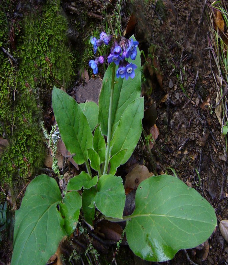 Adelinia grandis (Hound's Tongue) - Native Here Nursery