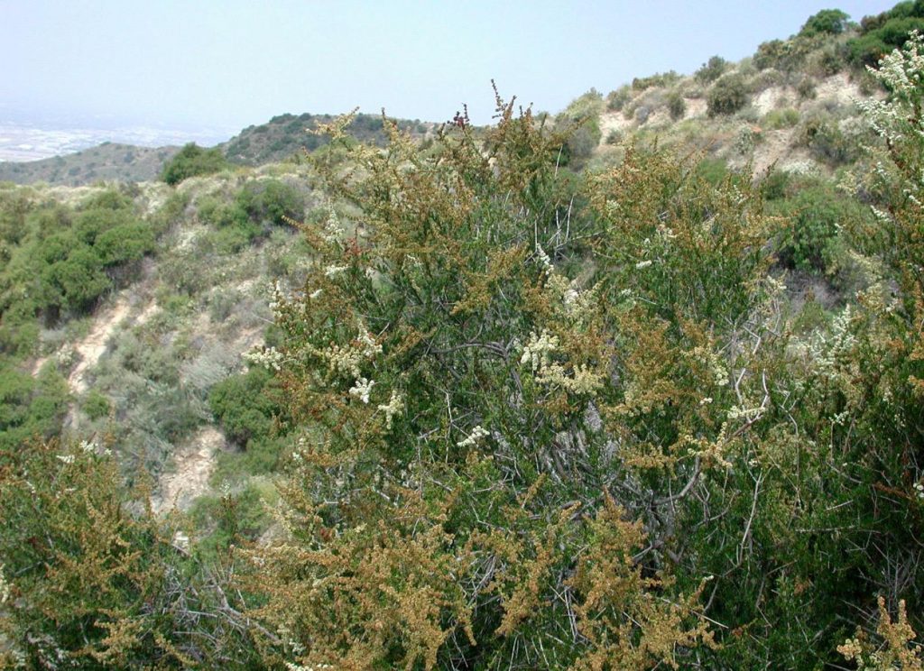Adenostoma fasciculatum (Chamise) - Native Here Nursery