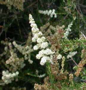 Adenostoma fasciculatum (Chamise) - Native Here Nursery