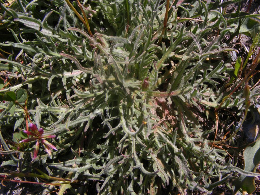 Agoseris heterophylla (Mountain Dandelion) - Native Here Nursery
