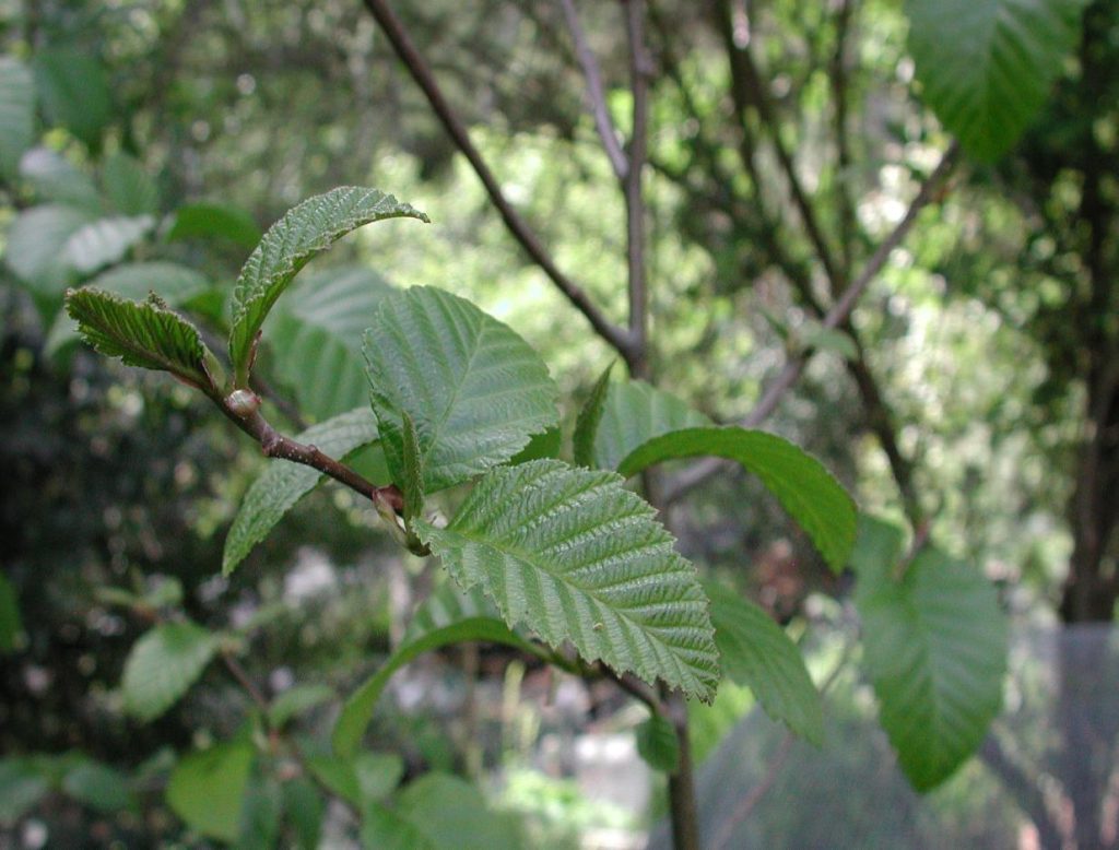 Alnus rubra (Red Alder) - Native Here Nursery