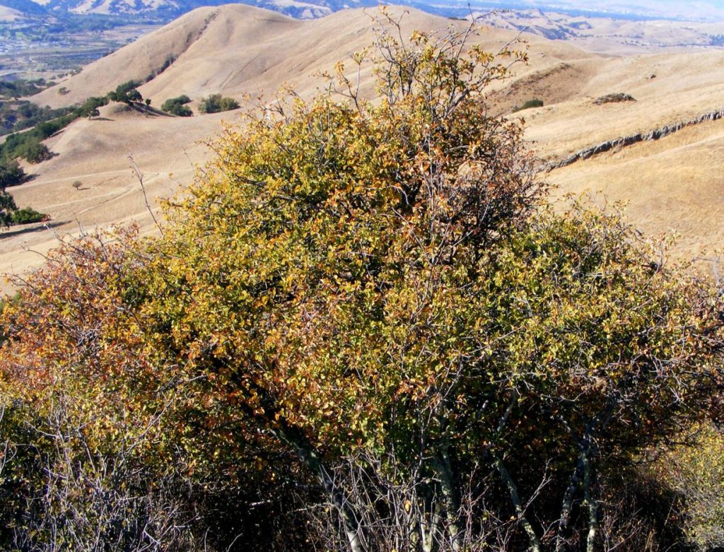 Amelanchier utahensis (Utah Service-Berry) - Native Here Nursery