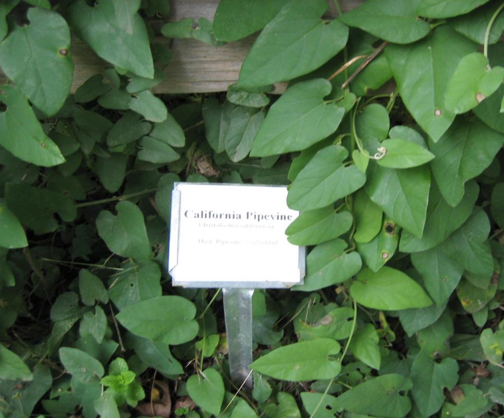 Aristolochia californica (Pipevine) - Native Here Nursery
