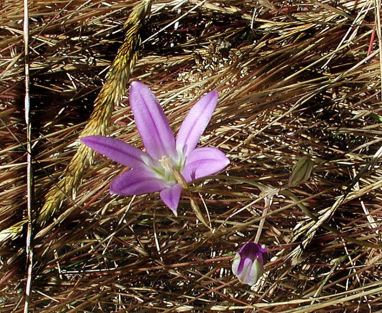 Brodiaea elegans subsp. elegans (Harvest Brodiaea) - Native Here Nursery