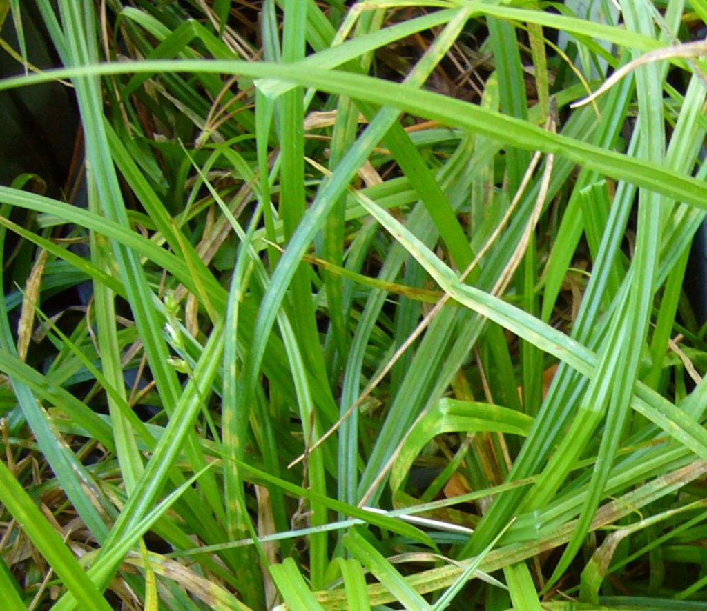Carex leptopoda (Slender-Footed Sedge) - Native Here Nursery