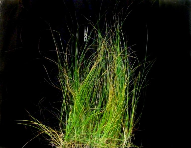 Carex tumulicola (Foothill Sedge) - Native Here Nursery