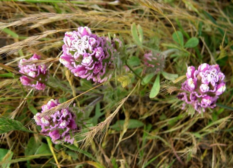 Castilleja exserta subsp. exserta (Purple Owl's-Clover) - Native Here ...