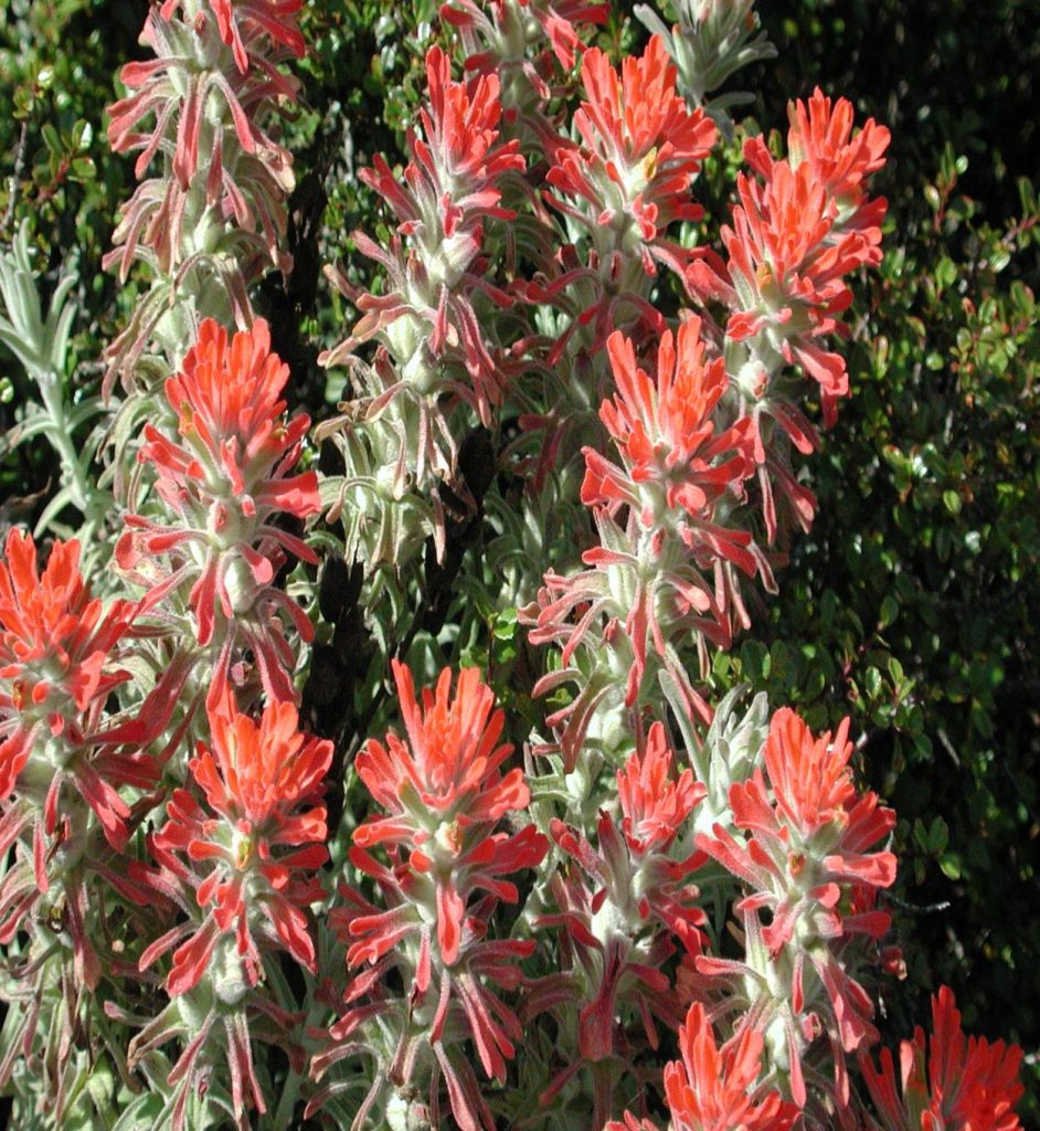 Castilleja foliolosa (Woolly Paintbrush) - Native Here Nursery