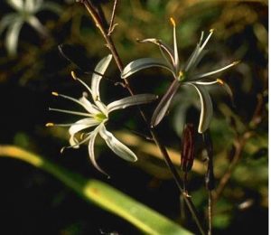 Chlorogalum pomeridianum var. pomeridianum (Soap Plant) - Native Here ...