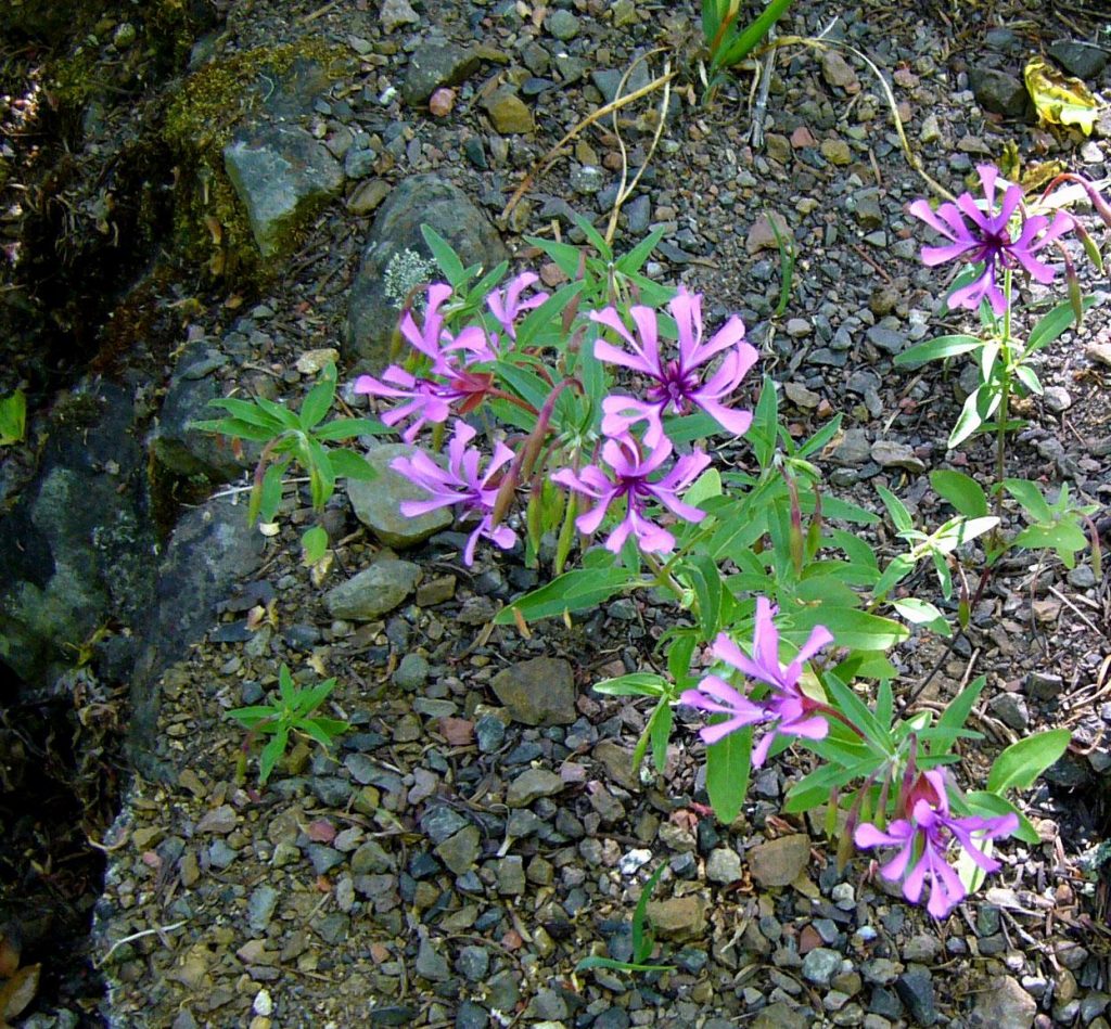 Clarkia concinna subsp. concinna (Red Ribbons) - Native Here Nursery