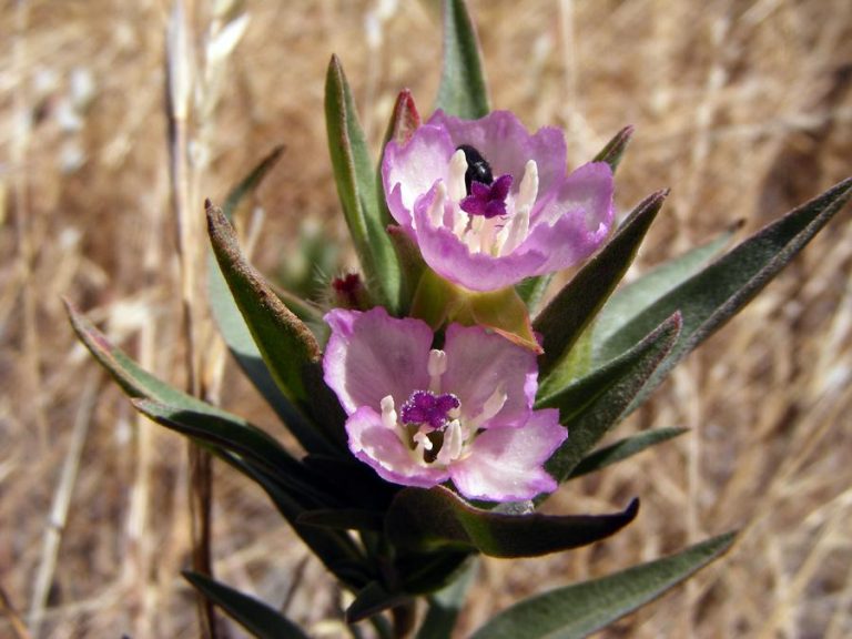 Clarkia purpurea subsp. purpurea (Purple Clarkia) - Native Here Nursery