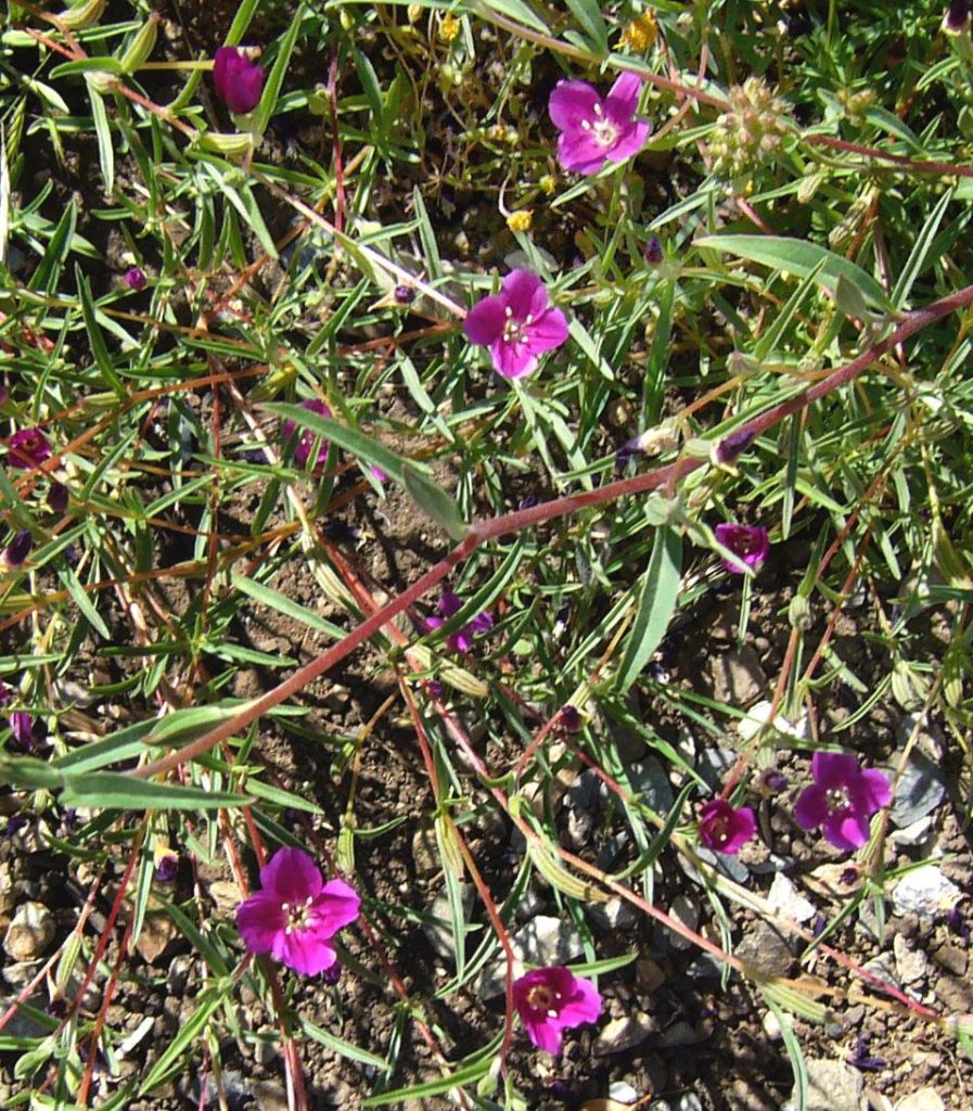 Clarkia purpurea subsp. quadrivulnera (Four-Spot) - Native Here Nursery