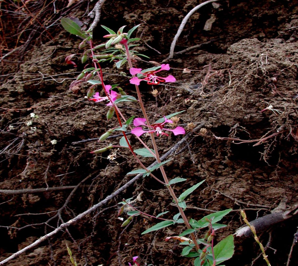 Clarkia unguiculata (Elegant Clarkia) - Native Here Nursery