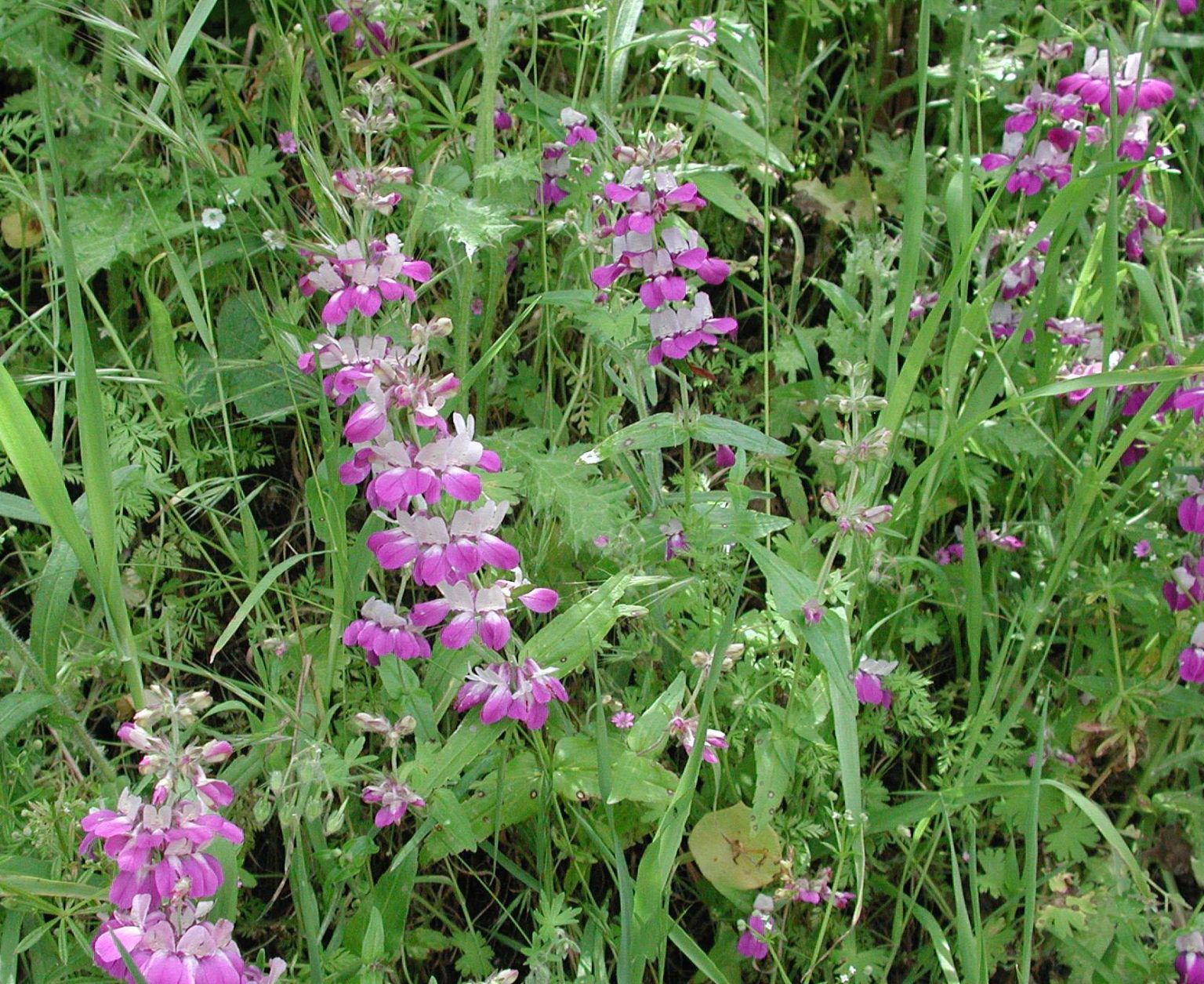 Collinsia heterophylla (Chinese-Houses) - Native Here Nursery