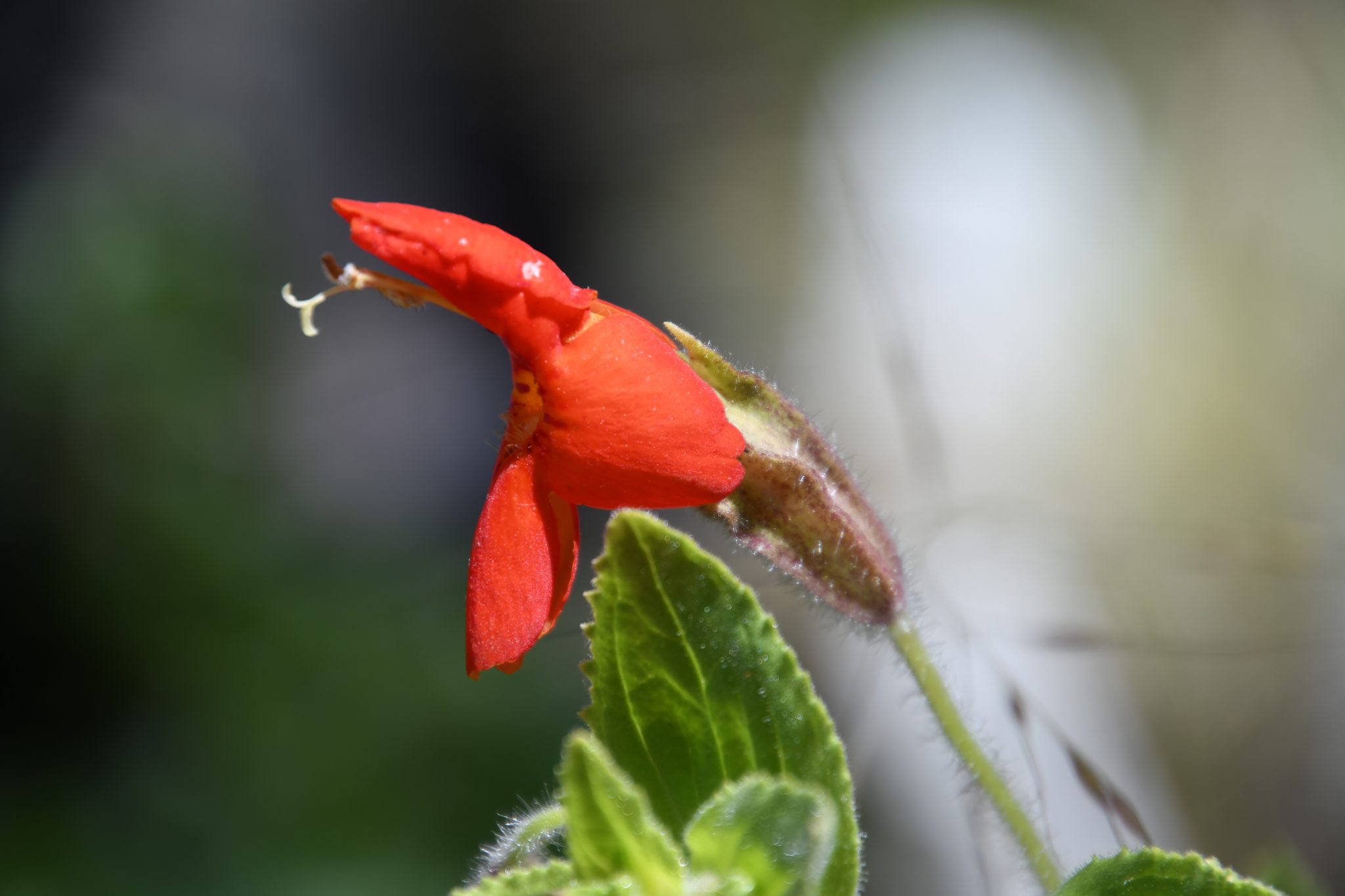 Erythranthe cardinalis (Scarlet Monkeyflower) - Native Here Nursery