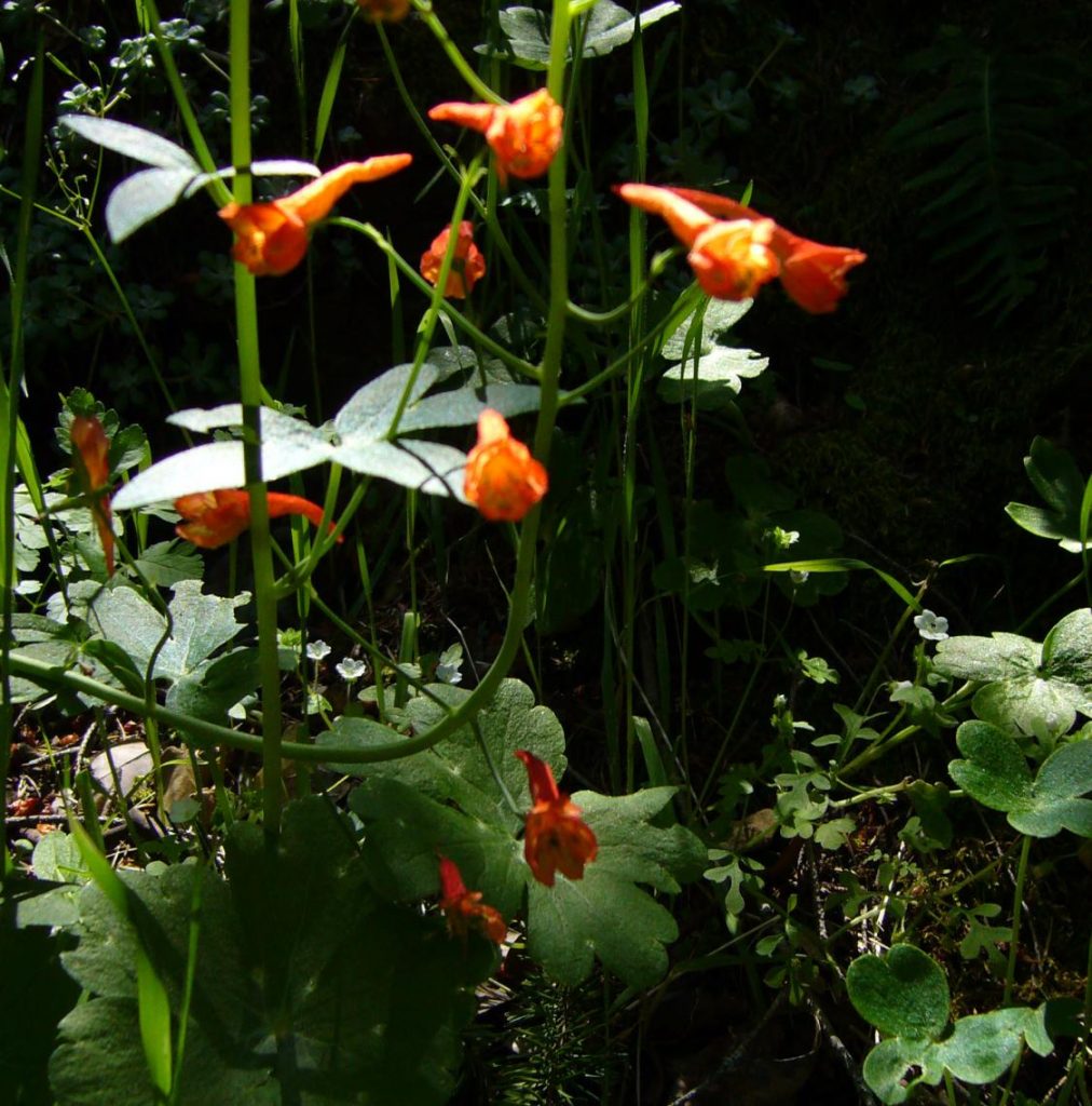 Delphinium nudicaule (Red Larkspur) - Native Here Nursery