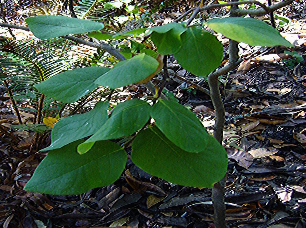 Dirca occidentalis (Western Leatherwood) - Native Here Nursery