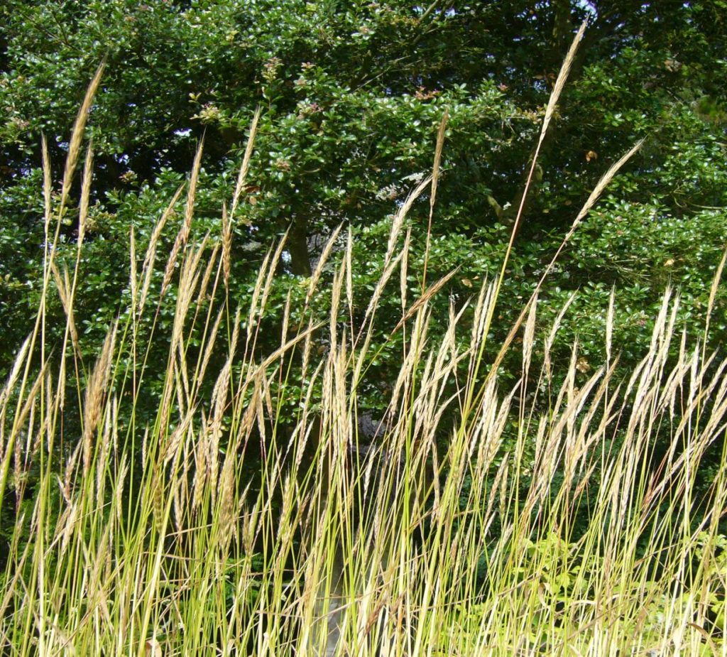 Elymus glaucus subsp. glaucus (Blue Wildrye) - Native Here Nursery