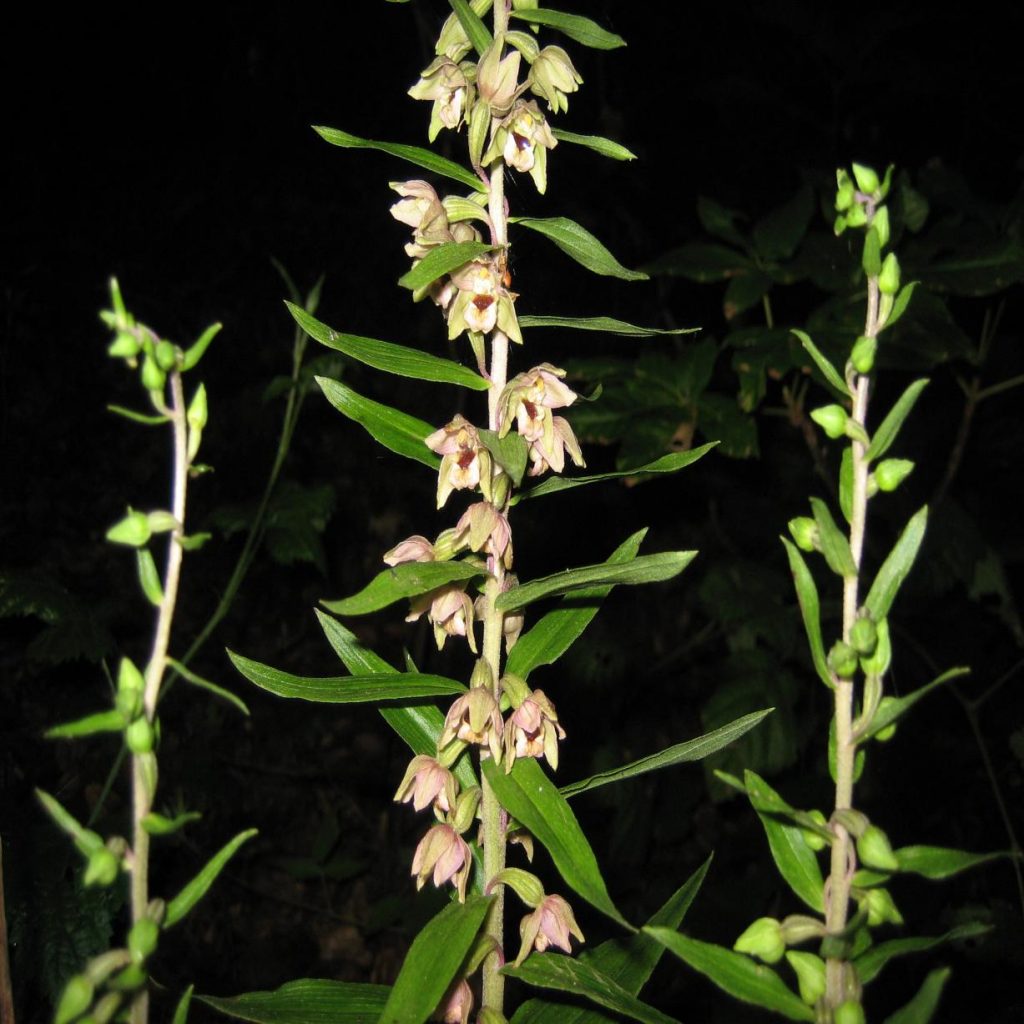 Epipactis gigantea (Stream Orchid) - Native Here Nursery