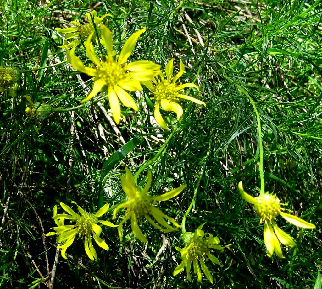 Ericameria linearifolia (Interior Goldenbush) - Native Here Nursery