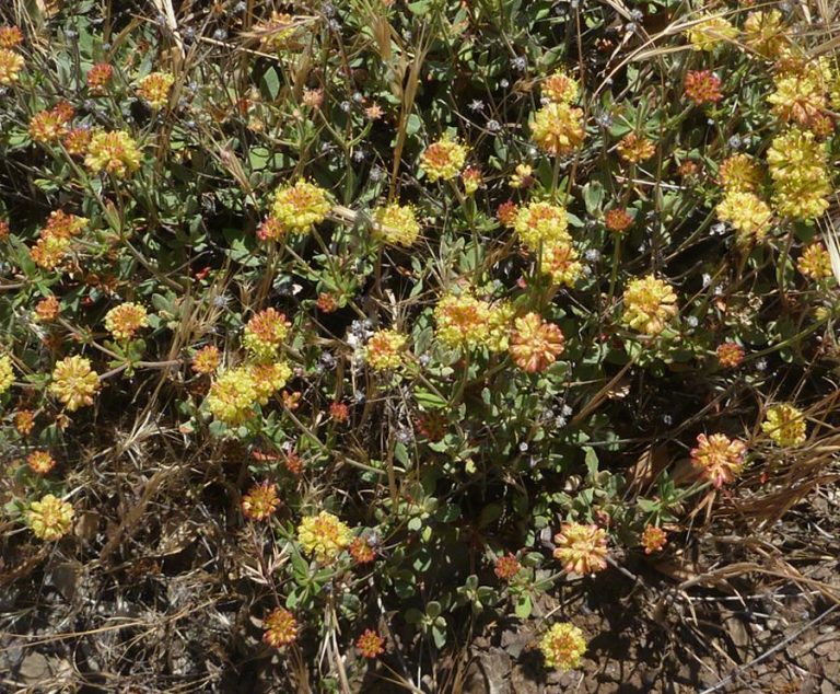 Eriogonum umbellatum var. bahiiforme (Sulfur Flower) - Native Here Nursery