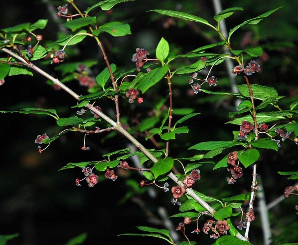 Euonymus occidentalis var. occidentalis (Burning Bush) - Native Here ...
