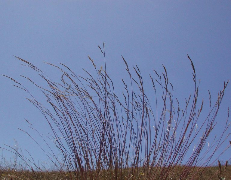 Festuca rubra (Red Fescue) - Native Here Nursery