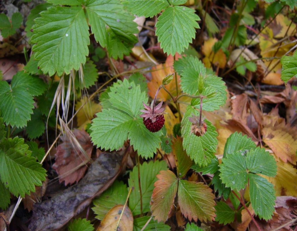 Fragaria vesca (Wood Strawberry) - Native Here Nursery