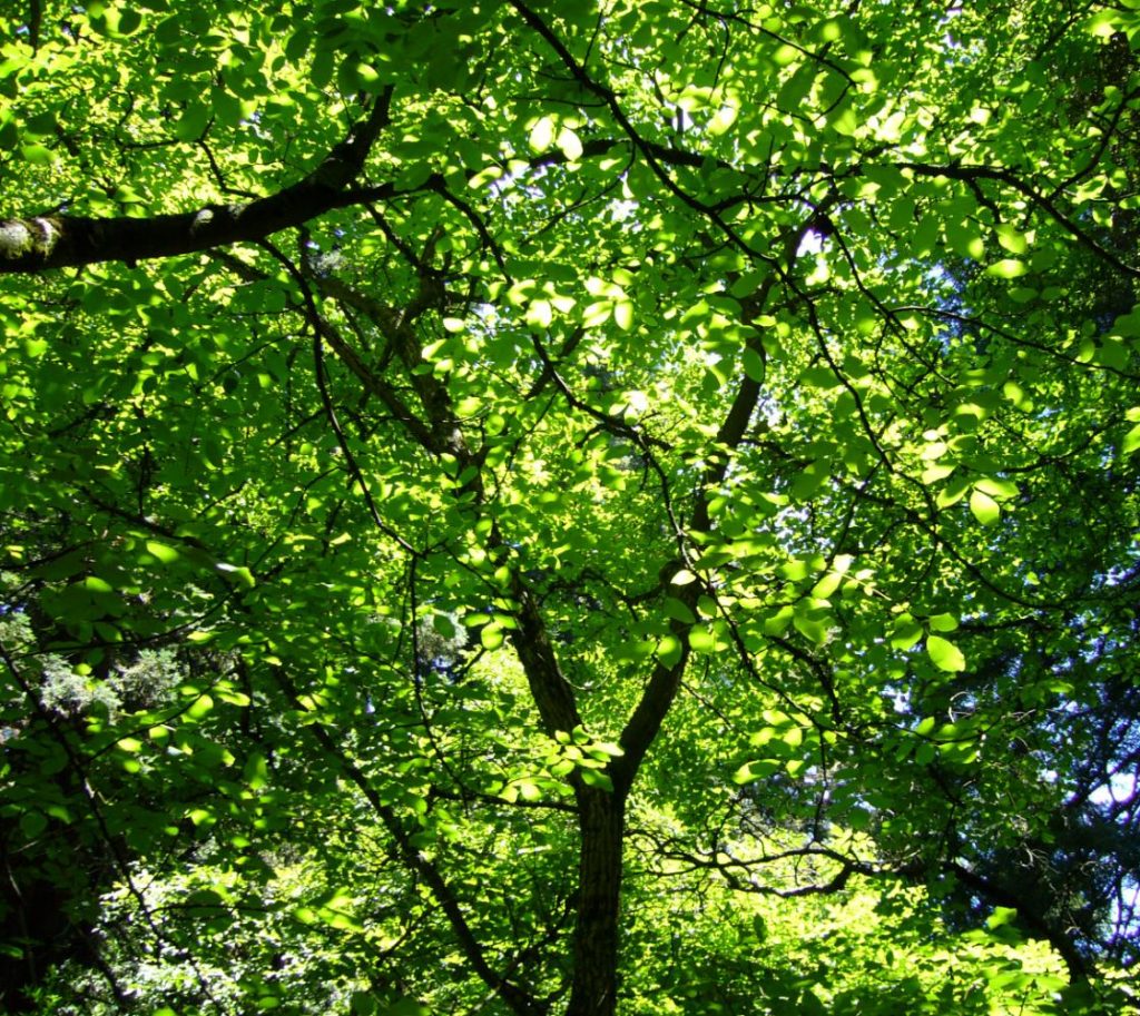 Fraxinus latifolia (Oregon Ash) - Native Here Nursery