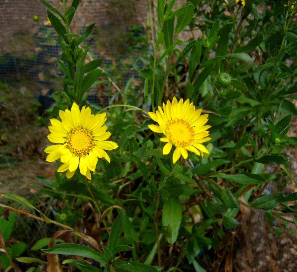Grindelia stricta var. angustifolia (Marsh Gumplant) - Native Here Nursery