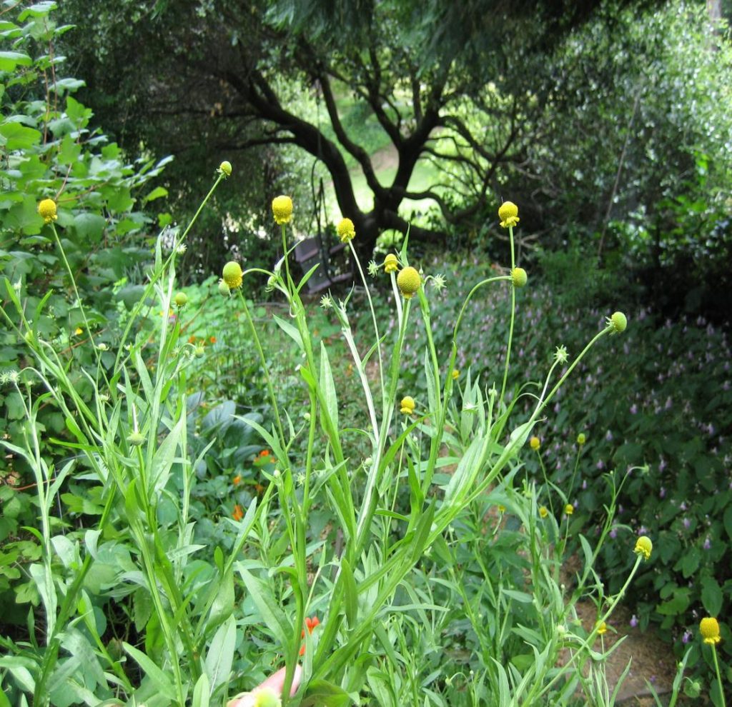 Helenium puberulum (Sneezeweed) - Native Here Nursery