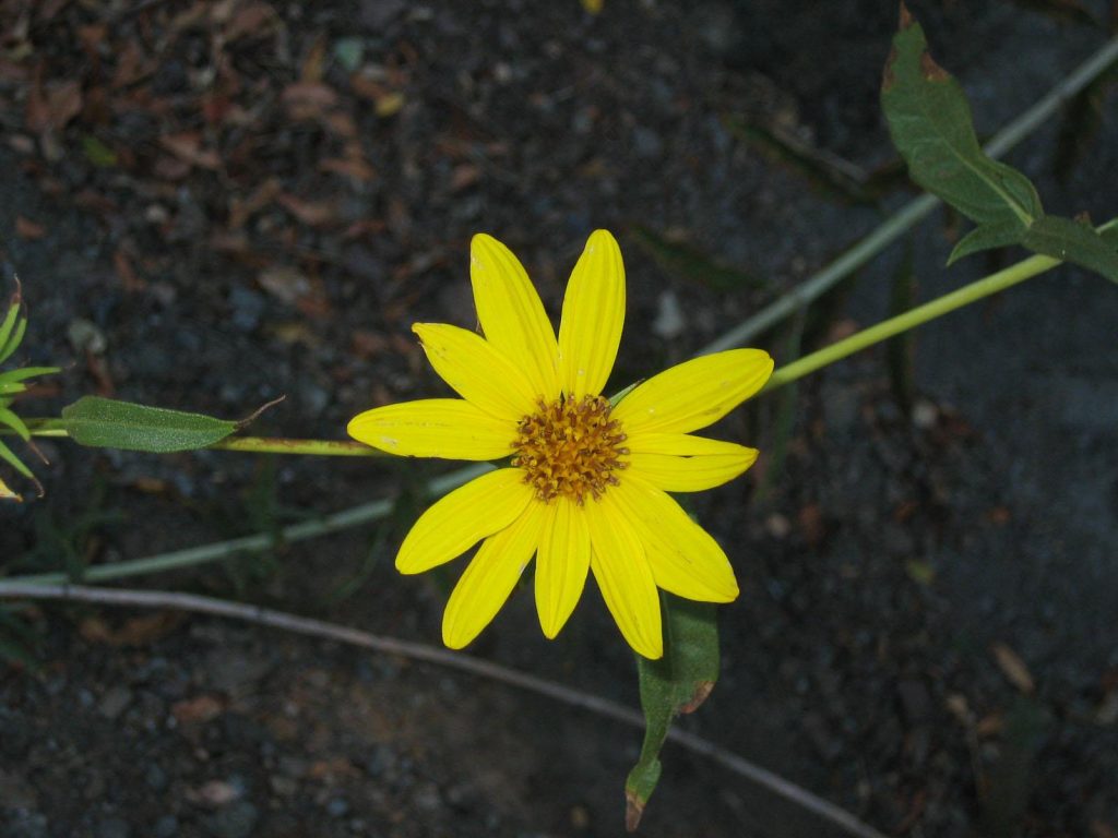 Helianthus californicus (California Sunflower) - Native Here Nursery