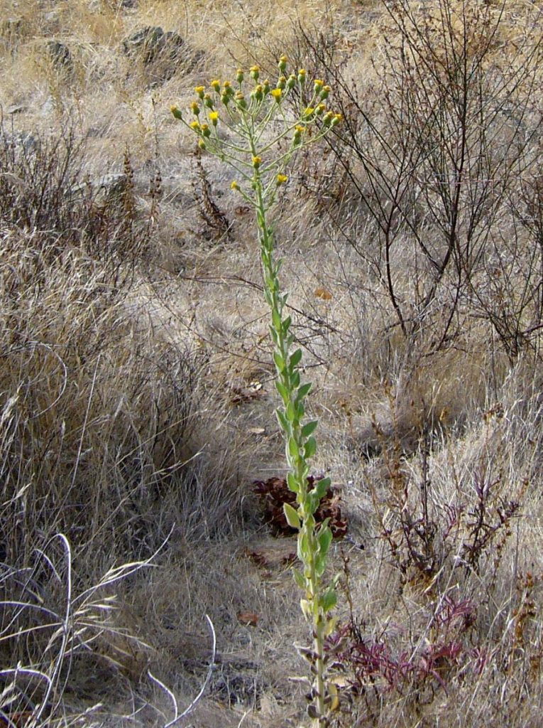 Heterotheca grandiflora (Telegraph Weed) - Native Here Nursery