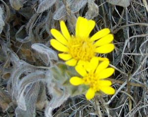 Heterotheca sessiliflora subsp. echioides (Bristly Goldenaster ...