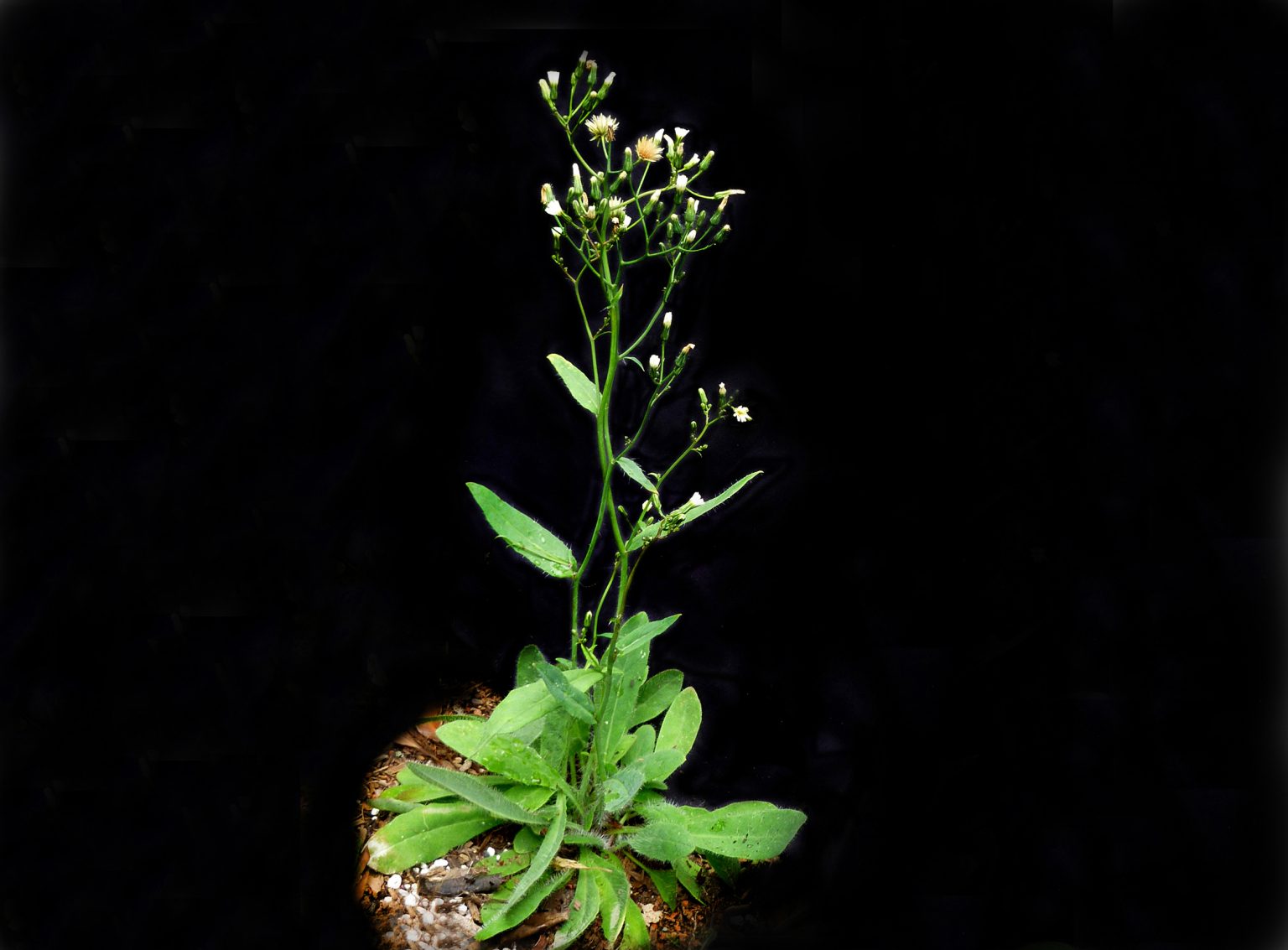 Hieracium albiflorum (White Hawkweed) - Native Here Nursery