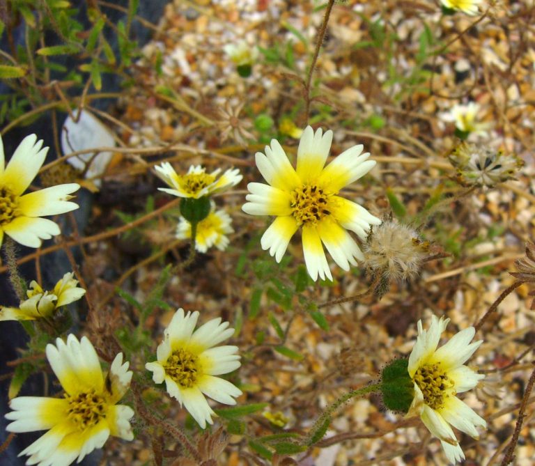 Layia gaillardioides (Woodland Layia) - Native Here Nursery