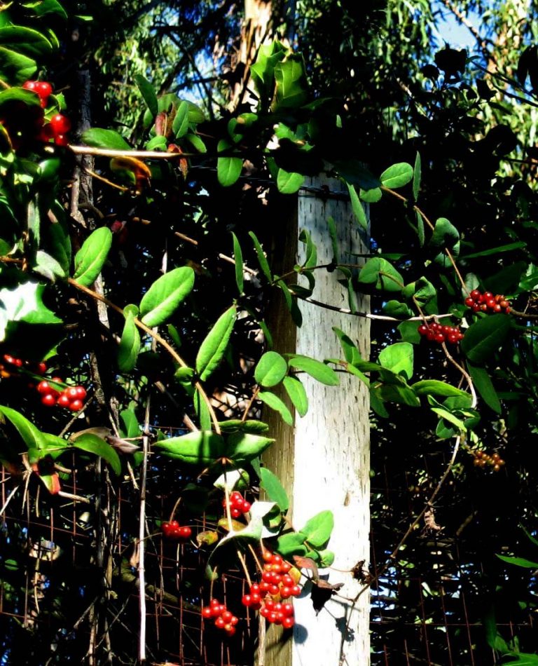 Lonicera hispidula (California Honeysuckle) - Native Here Nursery