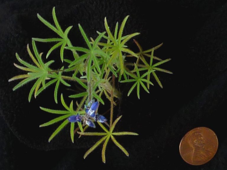 Lupinus bicolor (Miniature Lupine) - Native Here Nursery