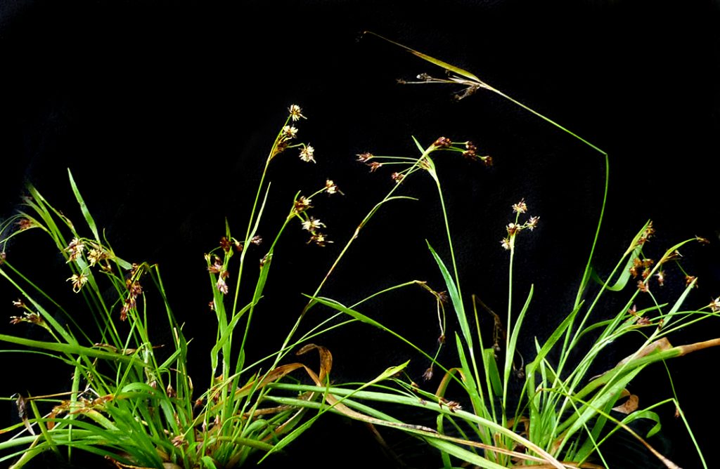 Luzula comosa var. comosa (Wood Rush) - Native Here Nursery