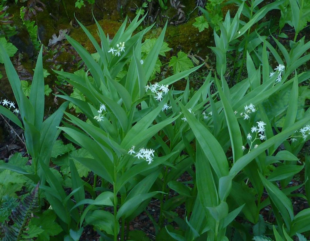 Maianthemum stellatum (Star Flower False Solomon'S Seal) - Native Here ...