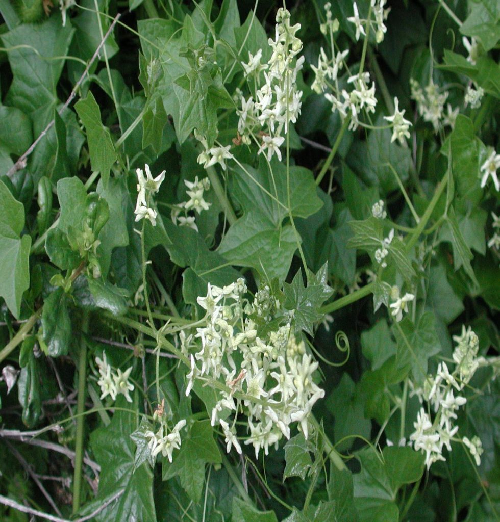 Marah fabacea (California Man-Root) - Native Here Nursery