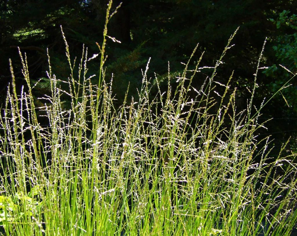 Melica imperfecta (Small-Flower Melic) - Native Here Nursery