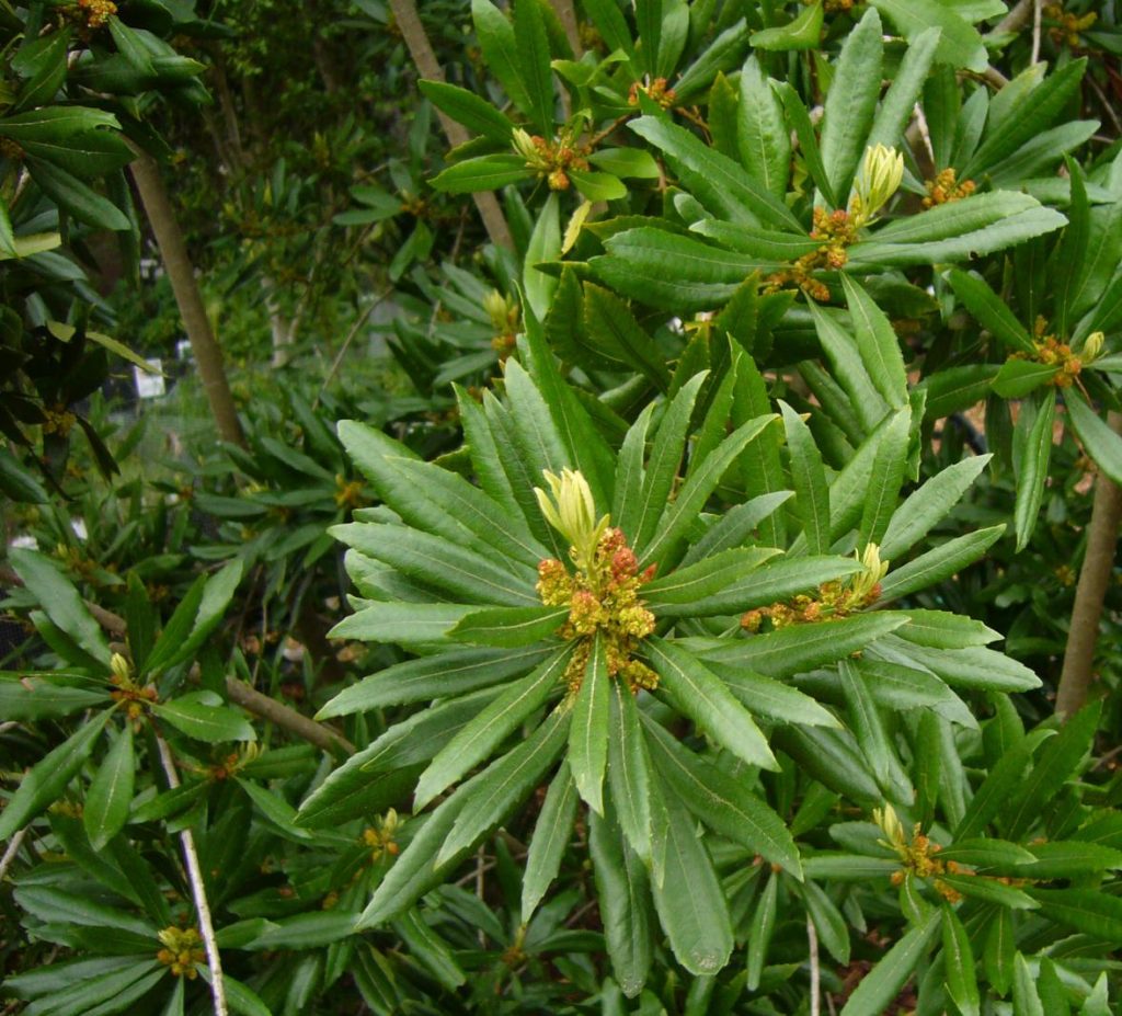 Morella californica (Wax Myrtle) - Native Here Nursery